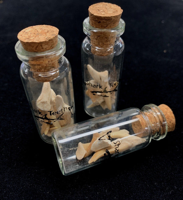 SHARK TEETH IN A BOTTLE - Friends Of Cabrillo Aquarium